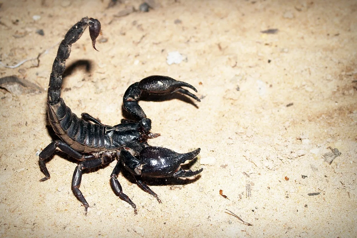 Surprise in China at the discovery of a mysterious 125-million-year-old ...