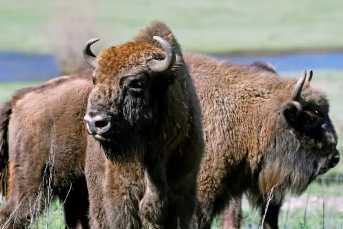 An incomparable force of nature: Yellowstone bison fight captured and ...