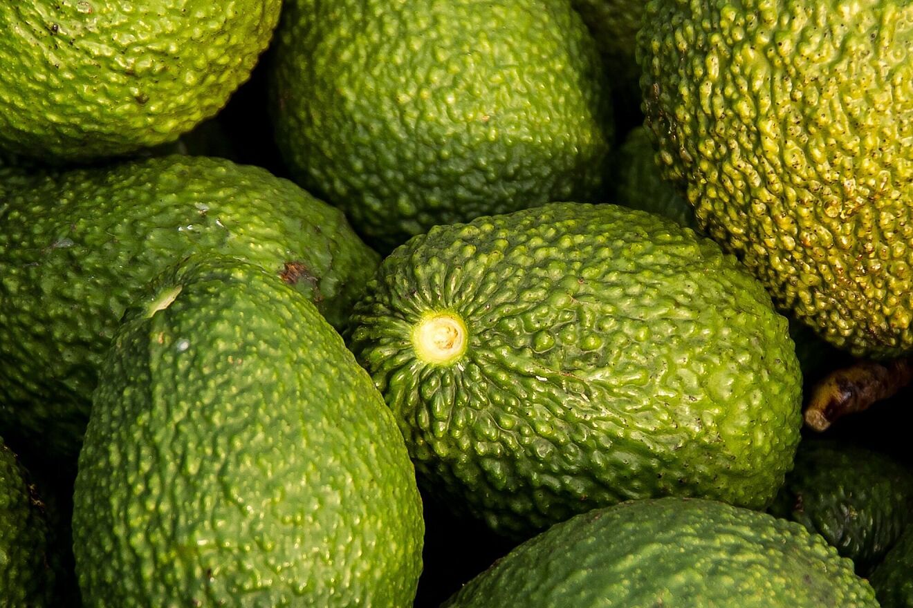 The benefits of avocado skins and everything you can do with them | Marca