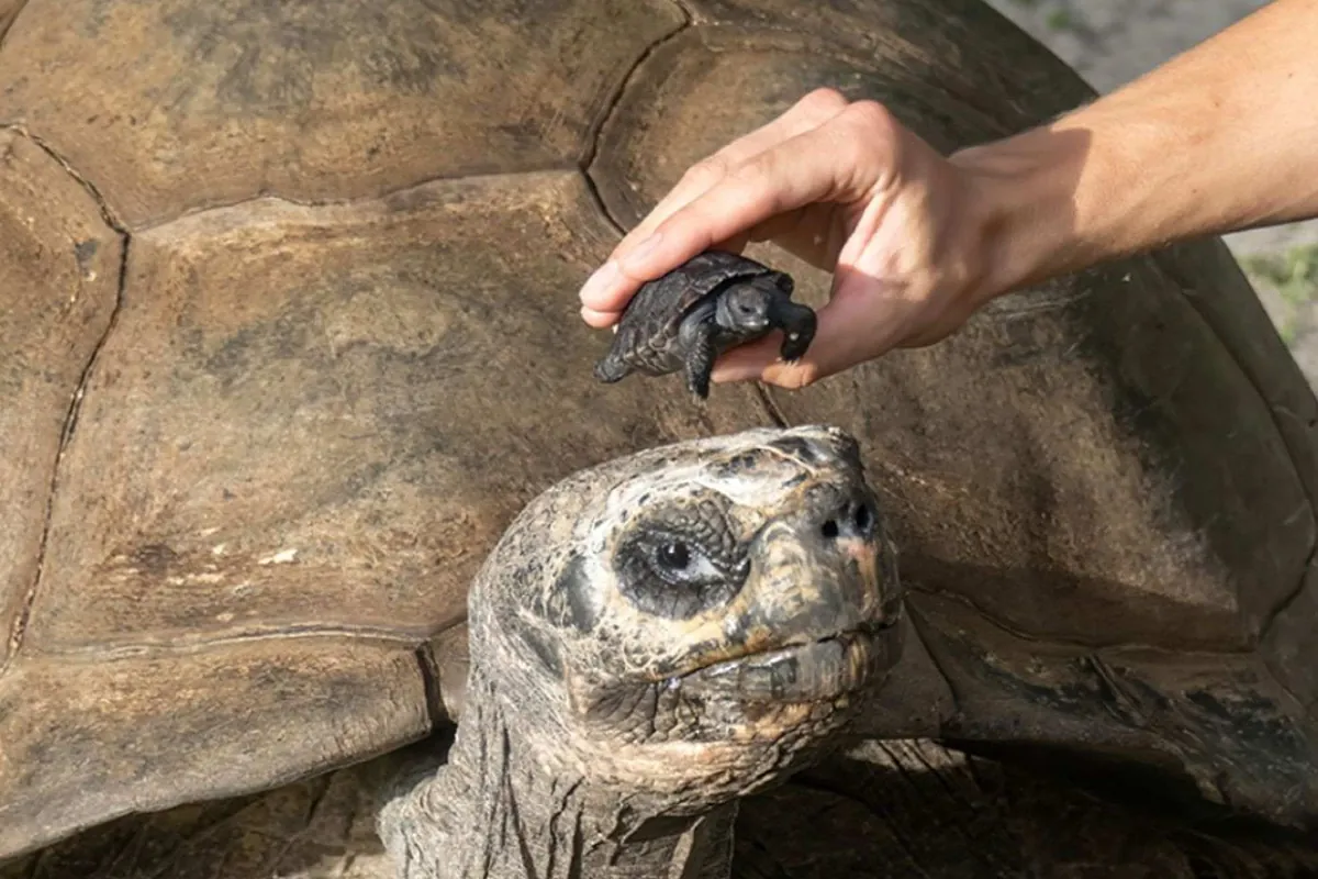A 134-year-old tortoise in Miami becomes a a dad for the first time ...