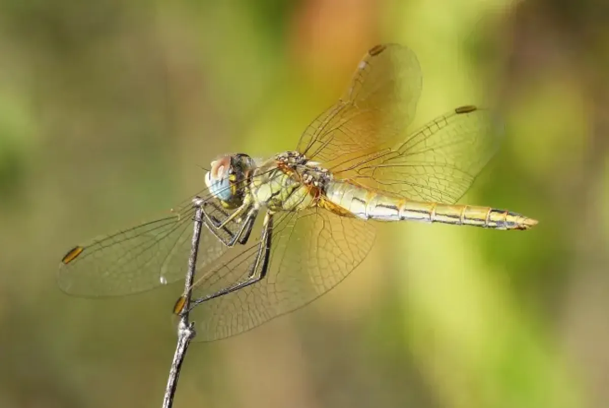 Bombshell in paleontology: student unearths oldest dragonfly specimen ...