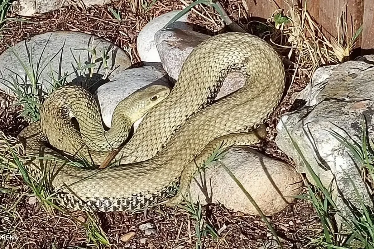 American receives more than 200 snake bites and is instrumental in ...