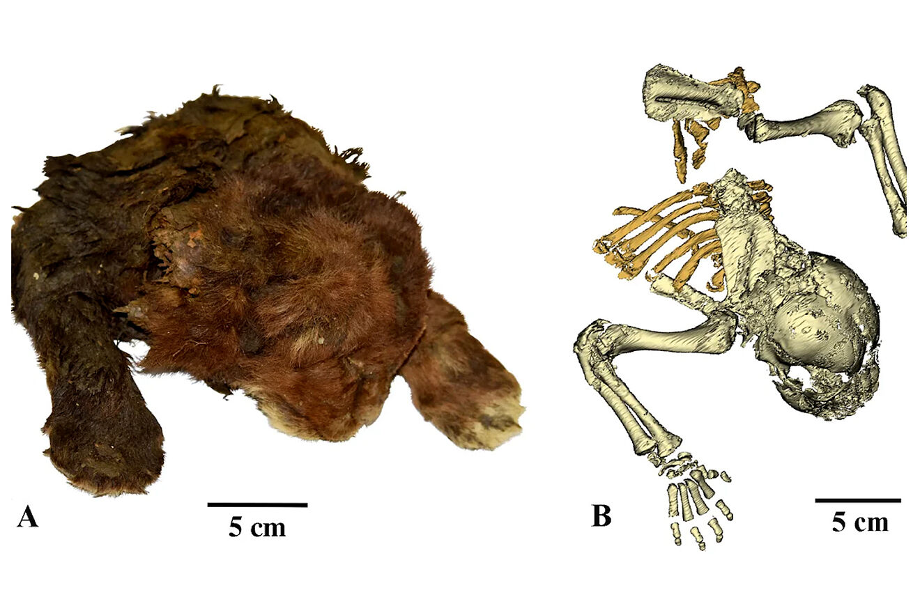 Mummified Sabre-Toothed "kitten" rare discovery reveals millennia old ...