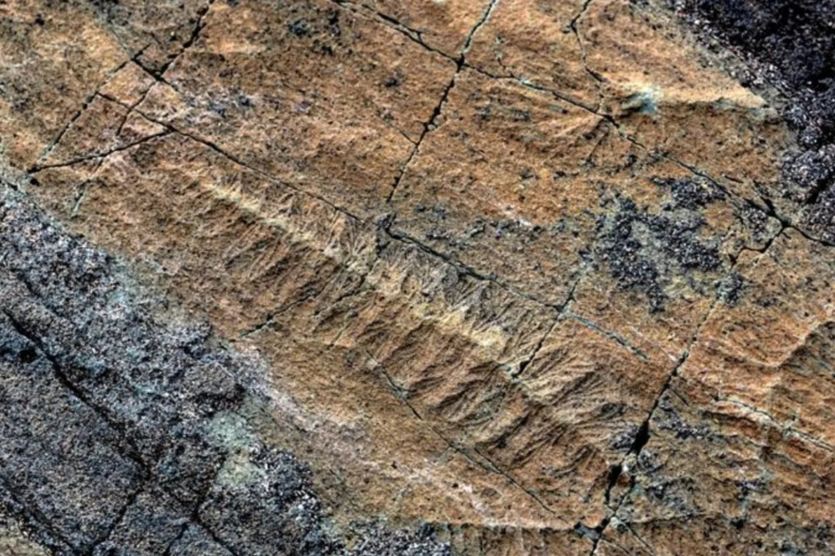 Bombshell in paleontology: researchers get closer to the real reason ...