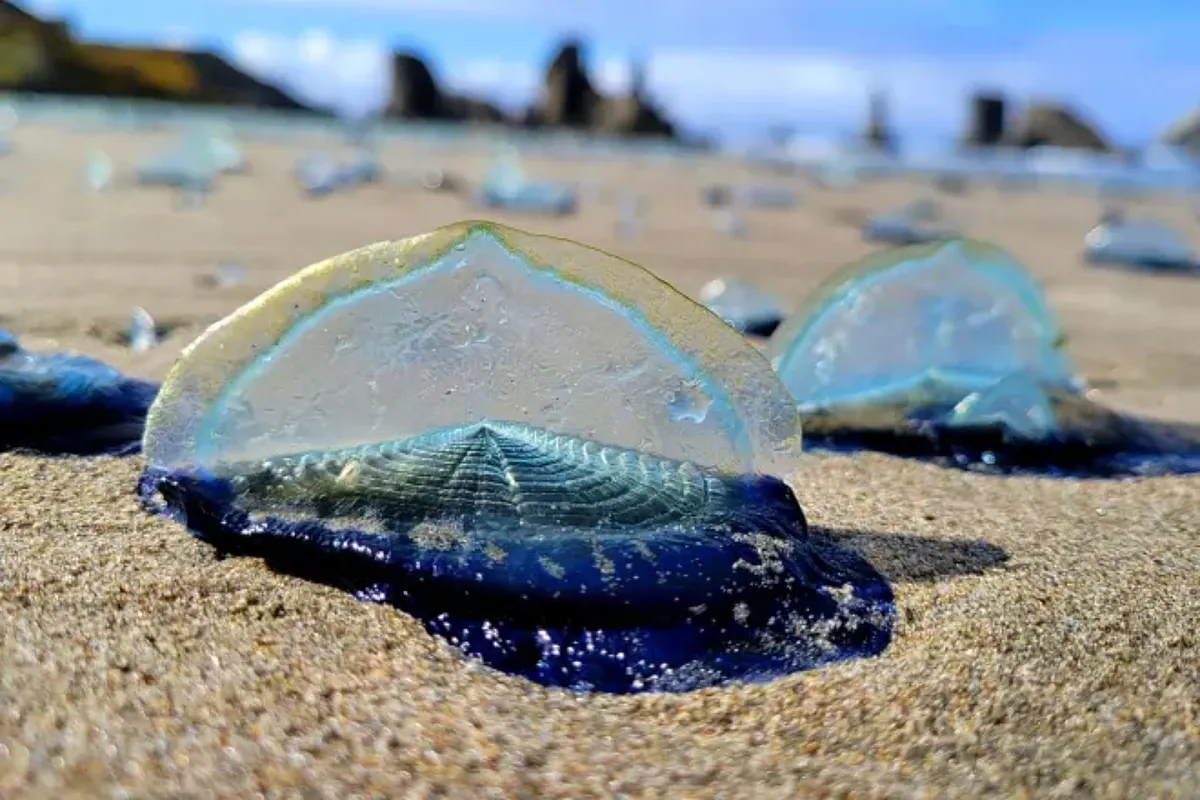 Total confusion in California over mysterious blue creatures that have ...