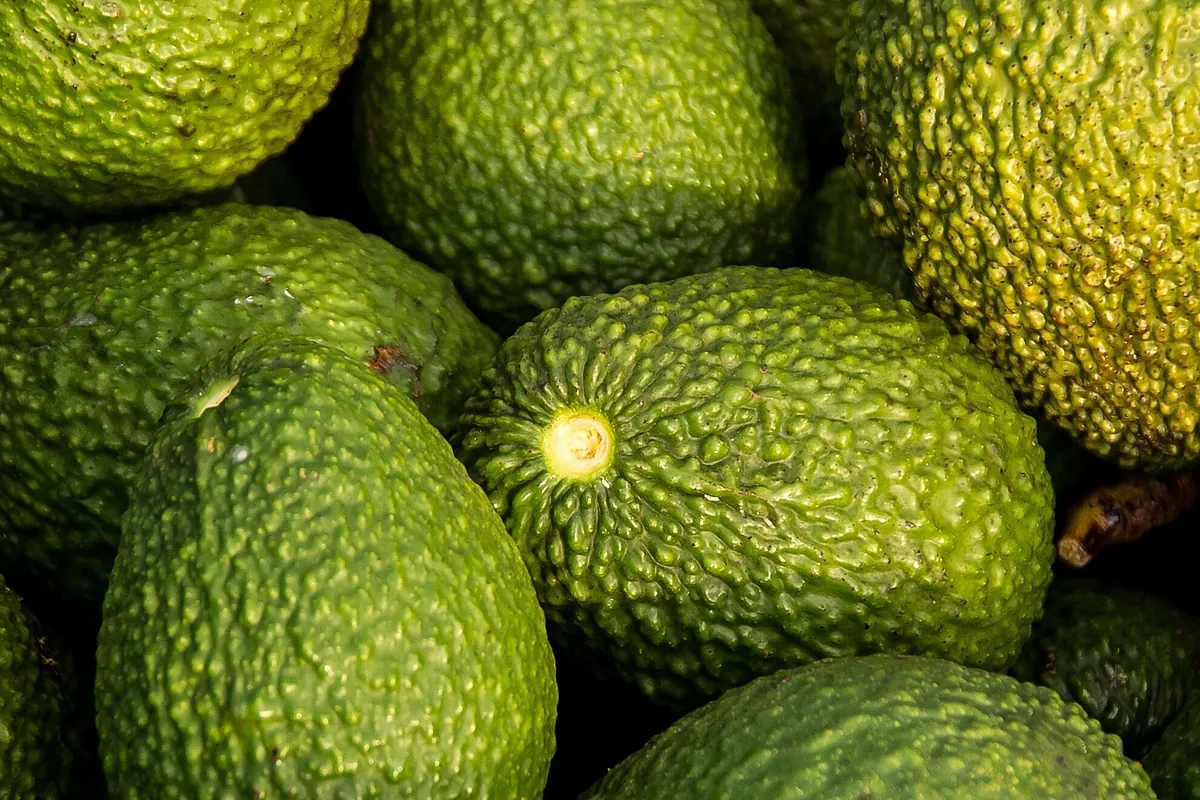 The benefits of avocado skins and everything you can do with them | Marca