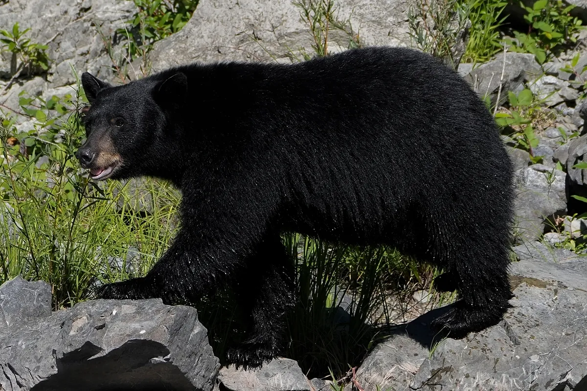 Black Bear raid Dollar General in New Jersey ends in tragedy | Marca