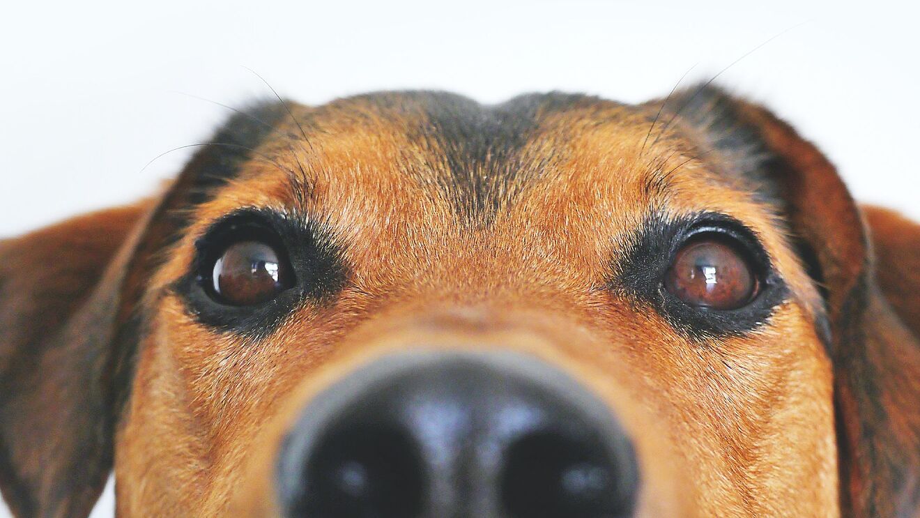 Can dogs and cats get Monkeypox and what to do if suspect your pet is ...