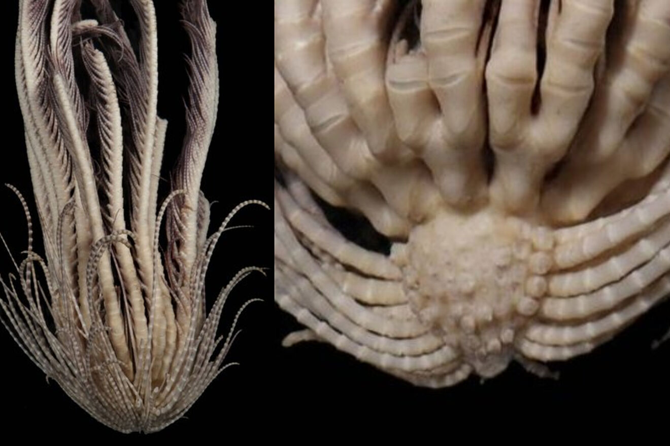 A strange species with 20 arms and the size of a strawberry is ...