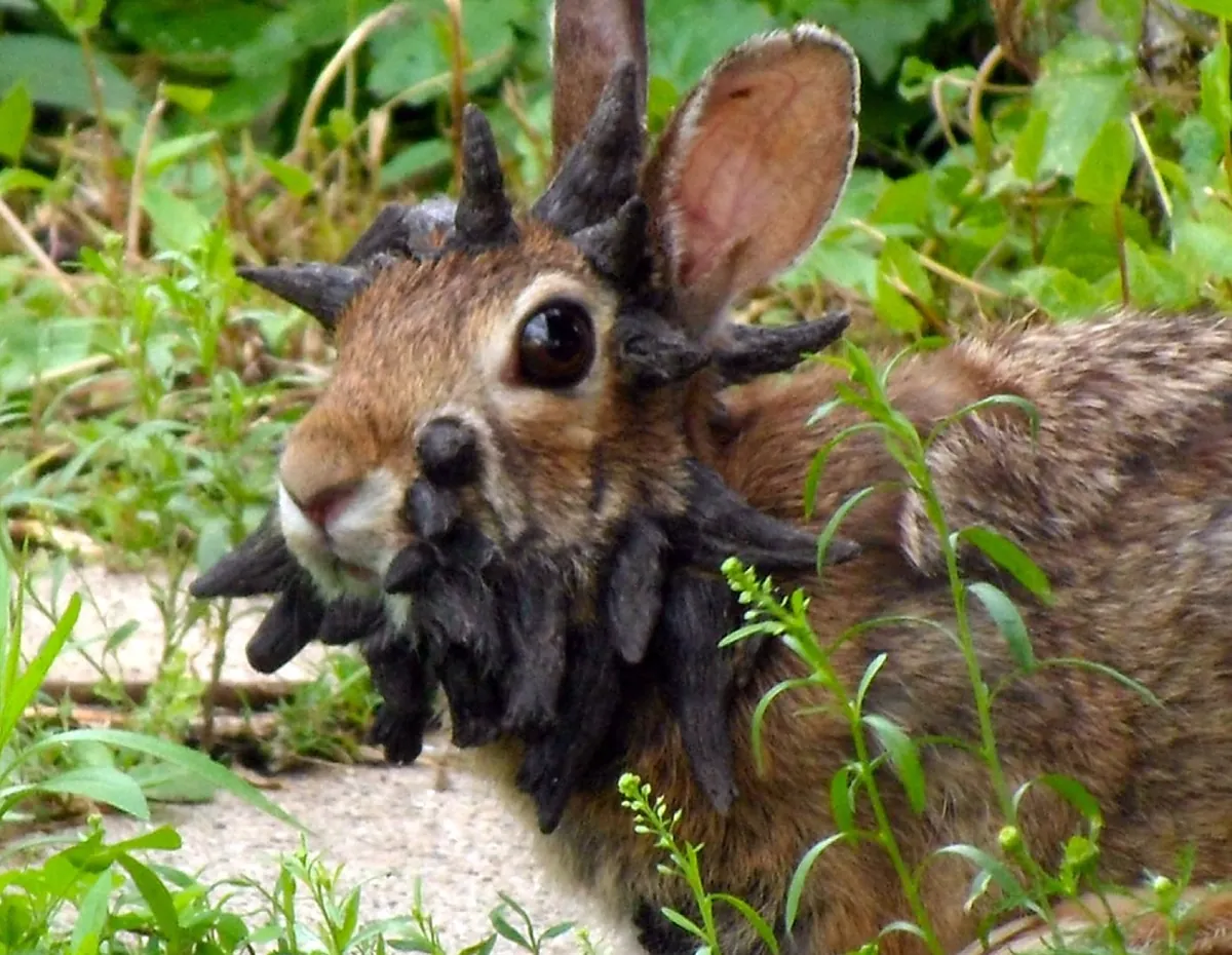 'Frankenbunnies' are here: Rabbits with horrifying spikes on their ...
