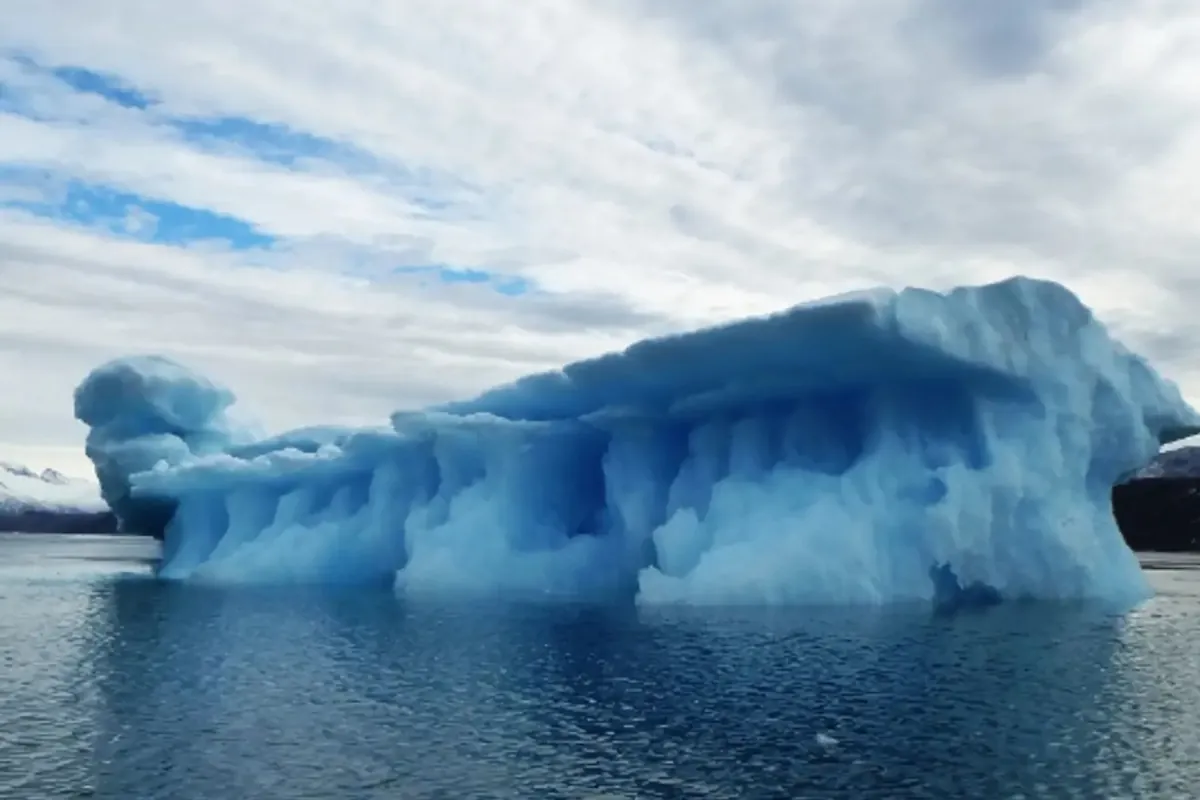 Surprise in Antarctica: strange tentacled creatures appear after 30 ...