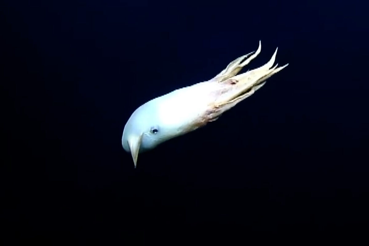 Extremely rare, ghostly 'Dumbo' Octopus spotted swimming 5,500 feet ...