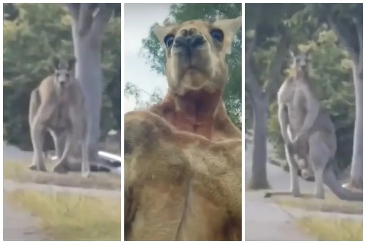 A giant, muscular kangaroo that looks like an NFL linebacker goes viral ...